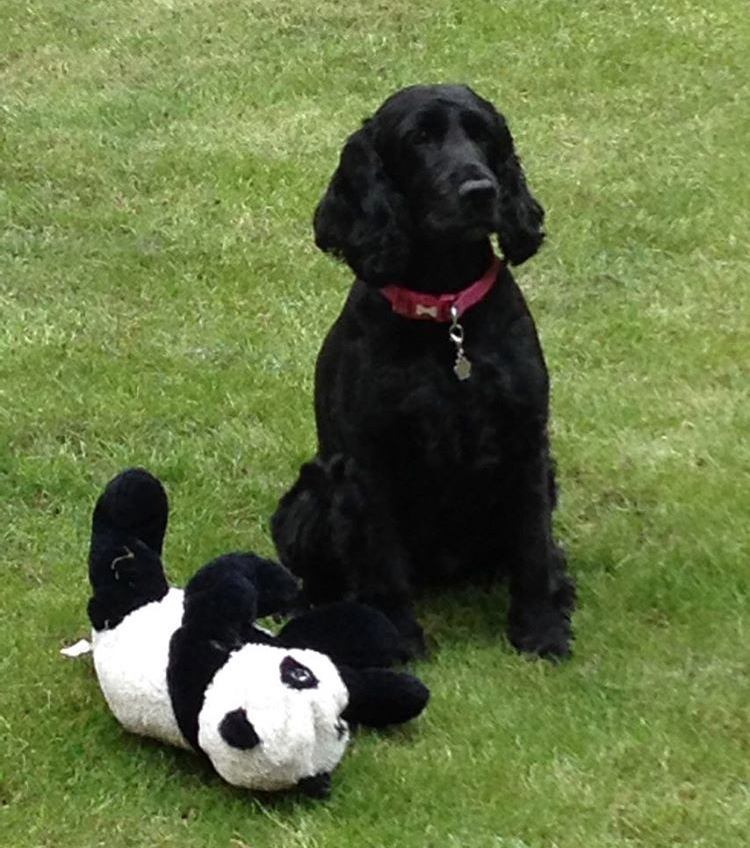 Future Looks ‘Rosie’ As Agency Bags Veterinary Contract - Poppy-PR